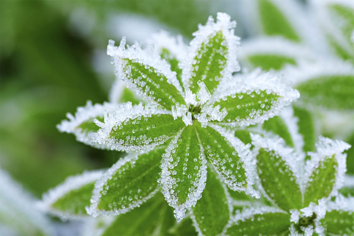 Can I Revive Plants If They ve Been Frozen ABC Scapes Inc Can I Revive Plants If They ve Been Frozen ABC Scapes Inc