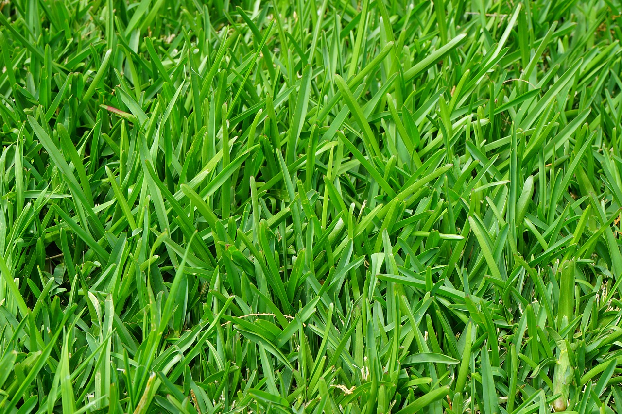 5 Types Of Grasses For Your Backyard ABC Scapes Inc