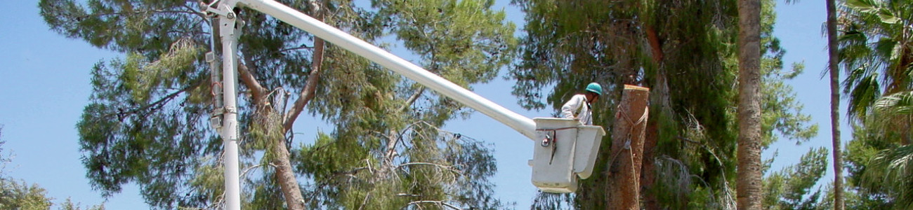 Tree Service Phoenix AZ • Tree Trimming • ABC Scapes Inc
